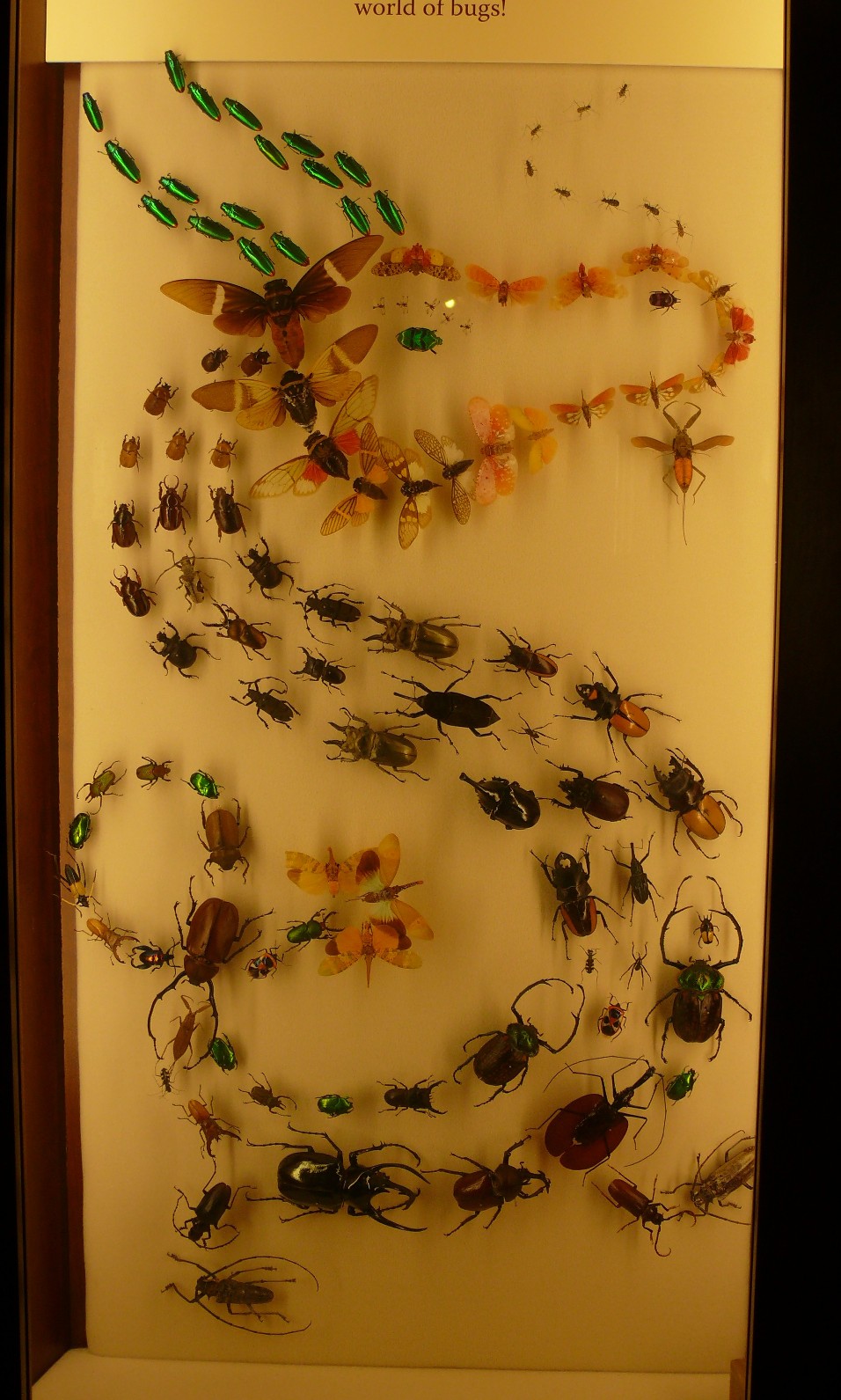 Terauds Studio: New Orleans Insectarium.