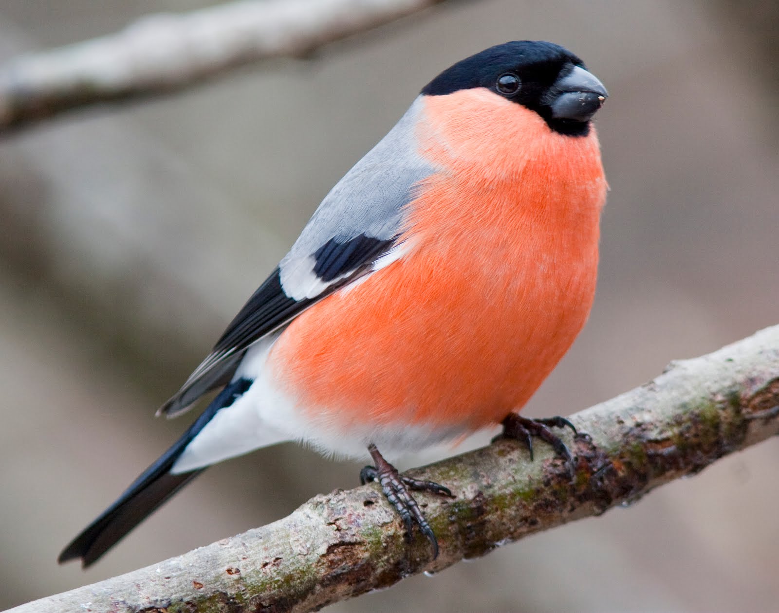 Norsk Zoologisk Forening Sørlandsavdelingen: april 2010
