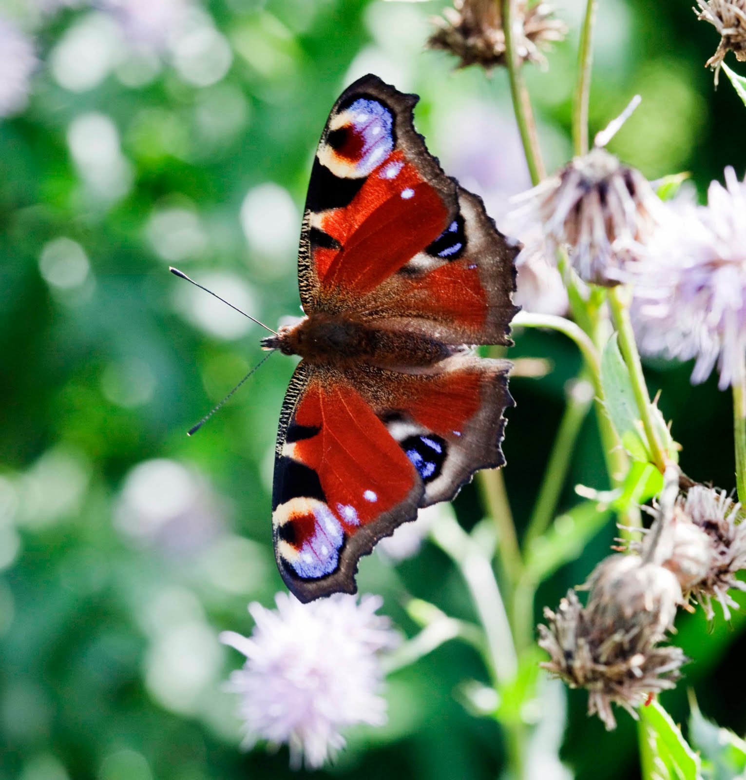 Norsk Zoologisk Forening Sørlandsavdelingen: Seinsommer er tid for ...