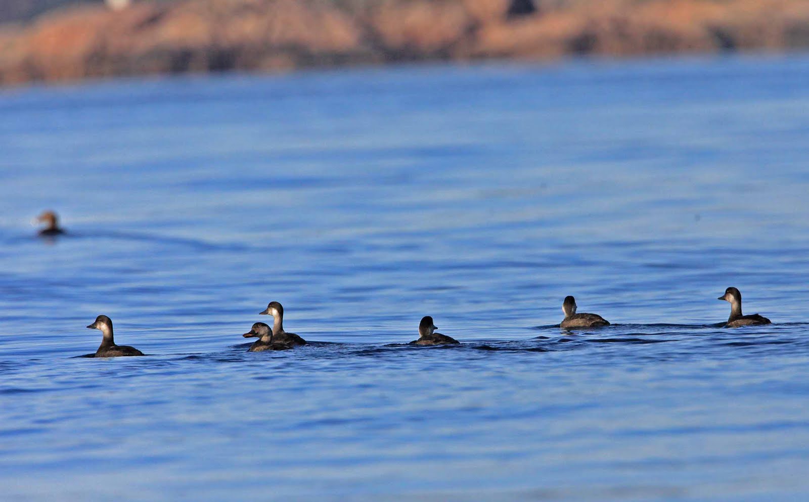 Norsk Zoologisk Forening Sørlandsavdelingen: Smeigedag i skjærgården 17 ...