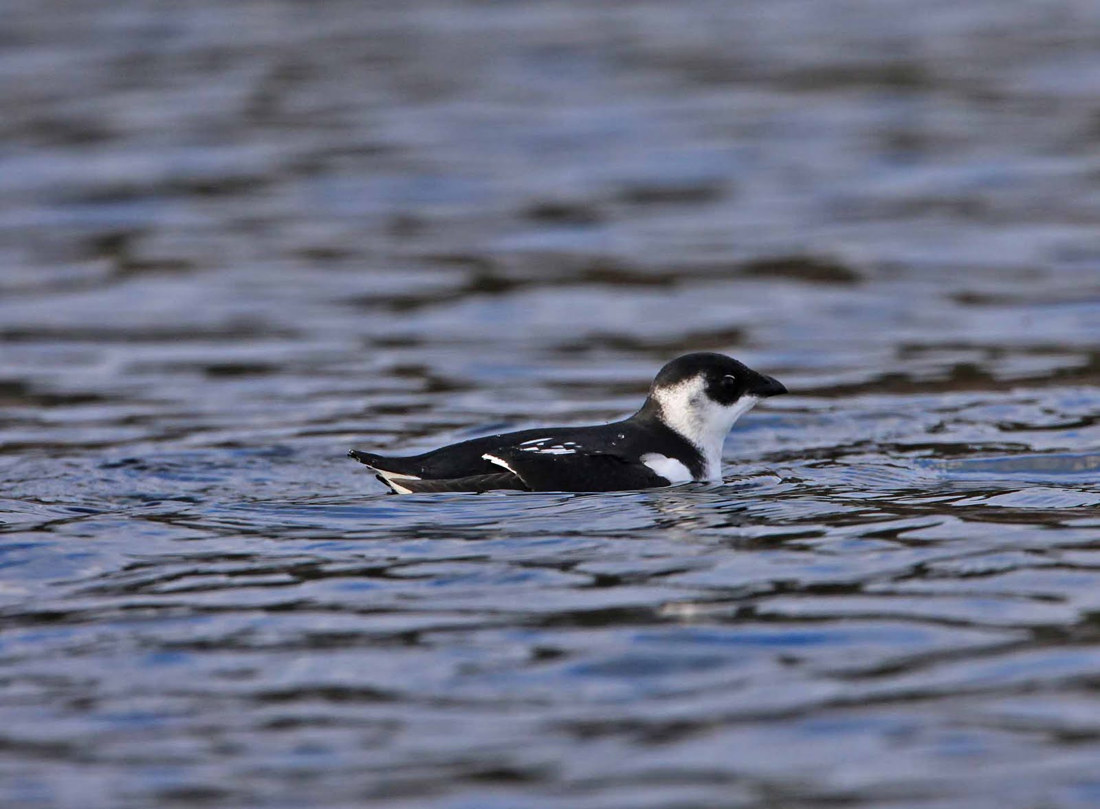 Norsk Zoologisk Forening Sørlandsavdelingen: Stilstudie av alkekonge