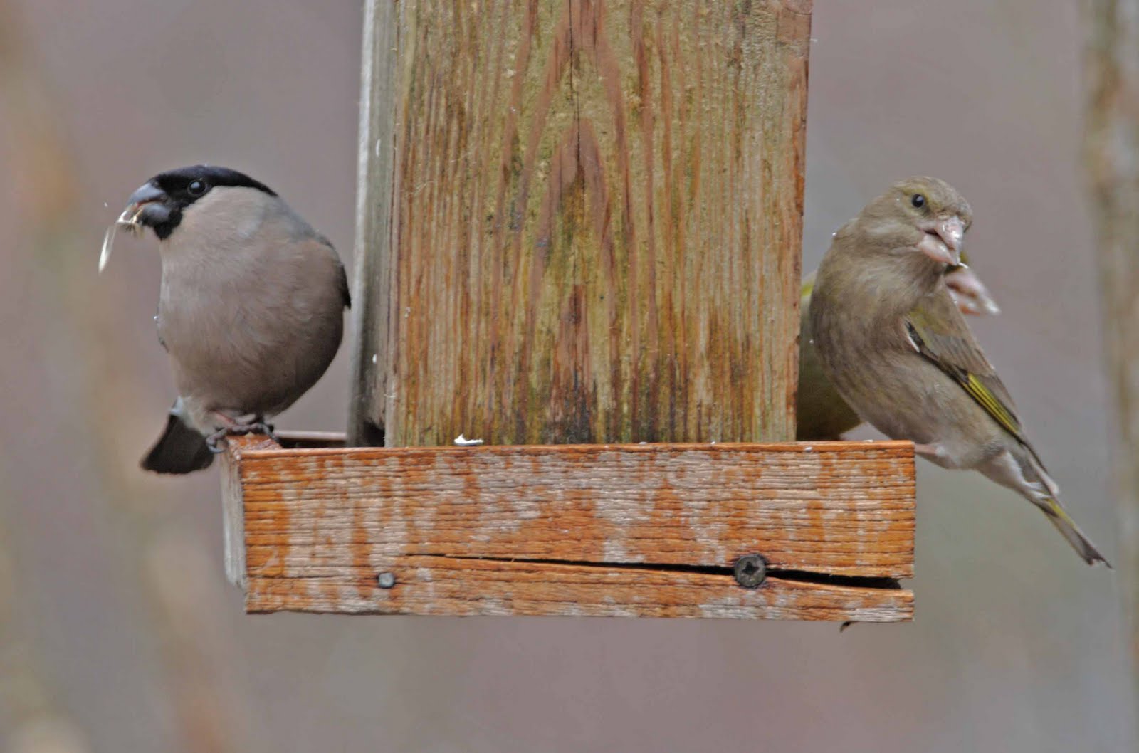 Norsk Zoologisk Forening Sørlandsavdelingen: Vinterkulde og tid for ...