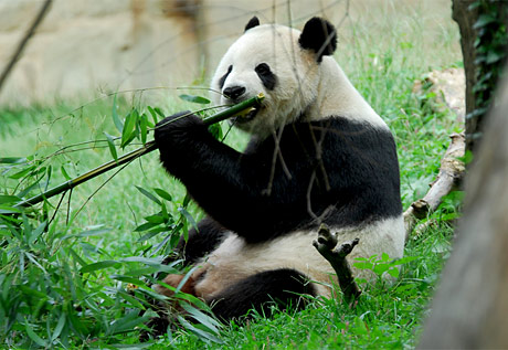 animais: panda