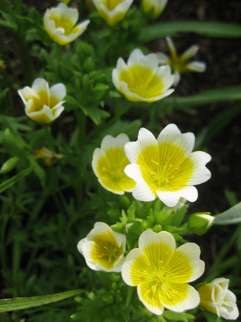 To be a good gardener you need: knowledge, time, money and enthusiasm ...