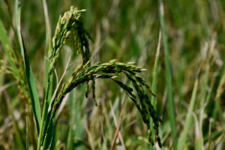 COLOR OF A FREEMAN ...: Palay