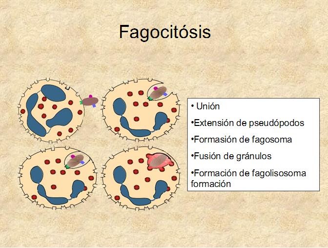 054 Inmunología - conocimientos.com.ve: Fagocitosis