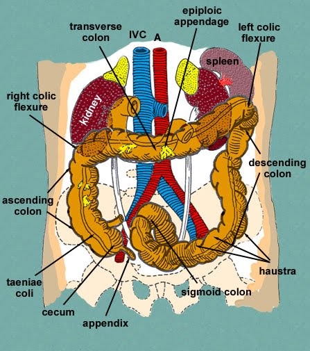 Diagestive System in Human Body: Large intestine