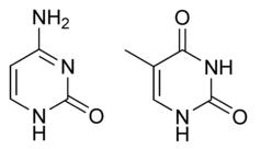 The Building Blocks of DNA: What Is DNA Made Of?