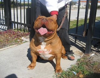 US Bully Force - American Bullies in Brazil: Redlion's Monster