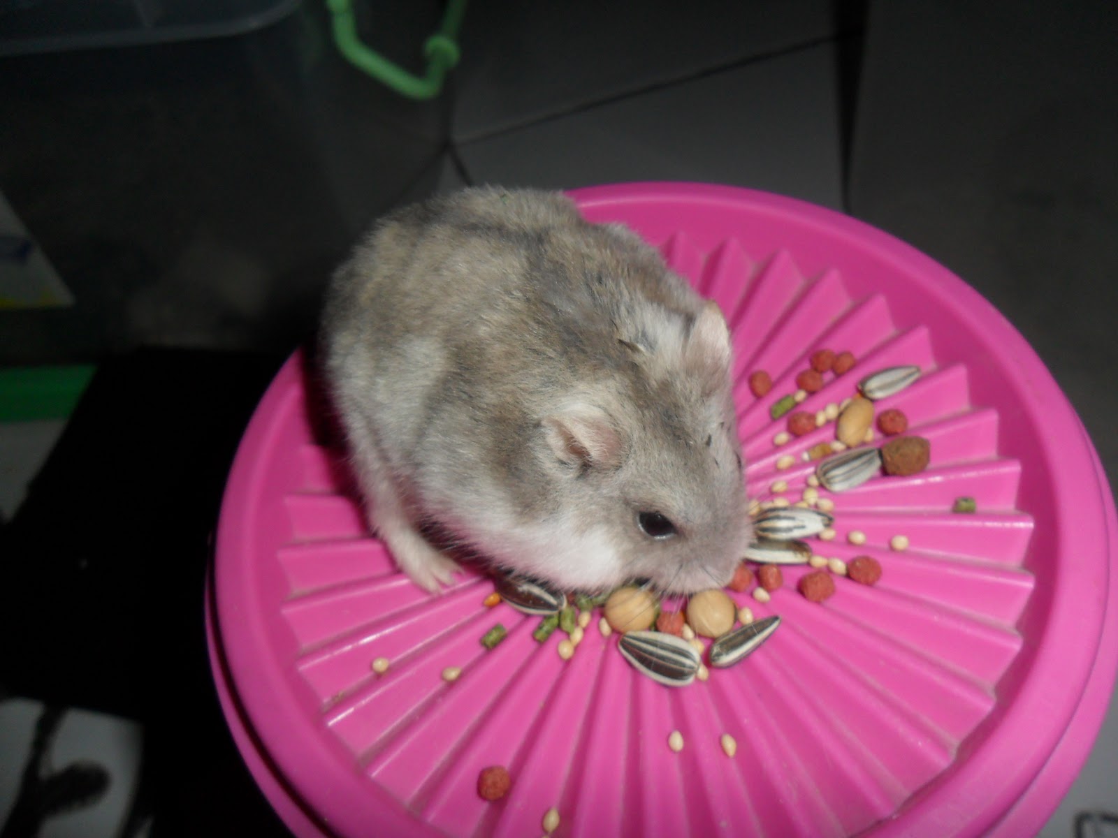 Genthonk Pet Shop: Hamster Hibrid
