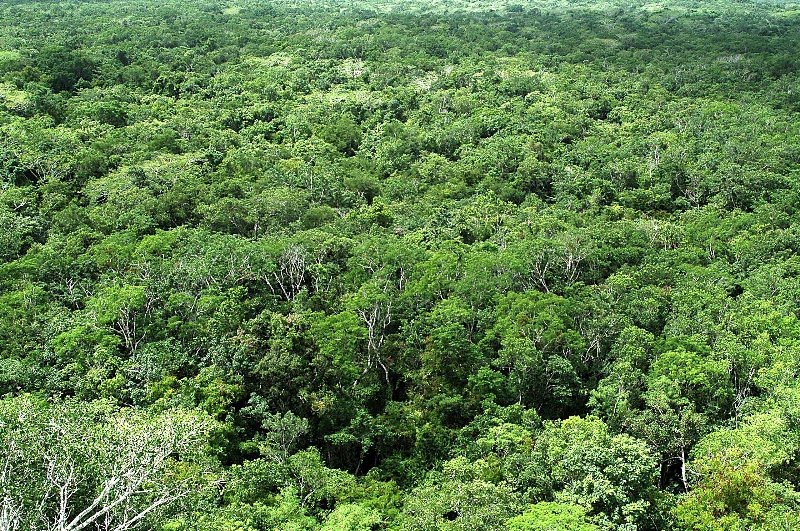 FLORACIONES EN MÁLAGA Y MÁS: Naturaleza en Quintana Roo México 4