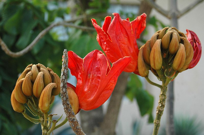 FLORACIONES EN MÁLAGA Y MÁS: Flora ornamental de Quintana Roo México