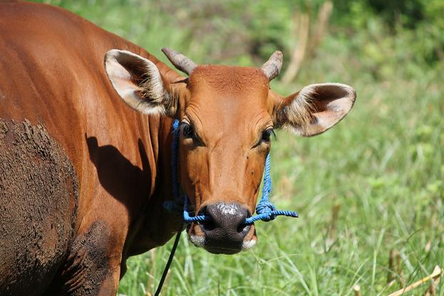 Crystal and Bryan in Singapore: Bali Day Two: Snorkeling and Arak