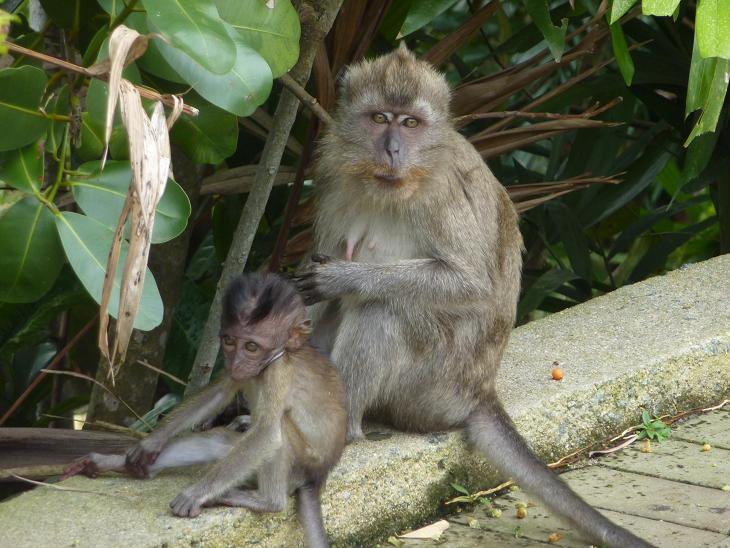 Crystal and Bryan in Singapore: MacRitchie Reservoir Park