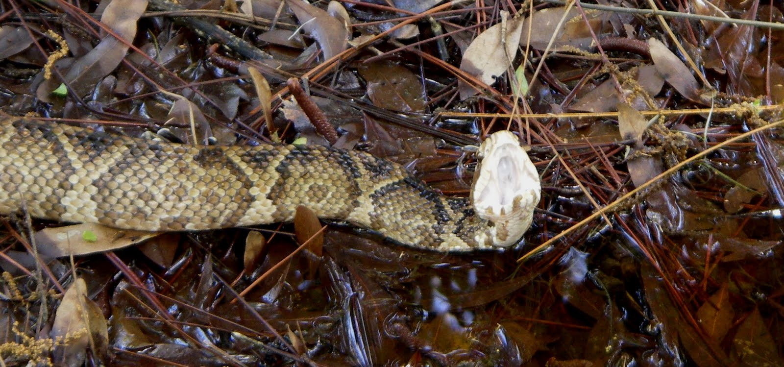 Ecographica: Cottonmouth Moccasins: Adapting to the Beach and Beyond
