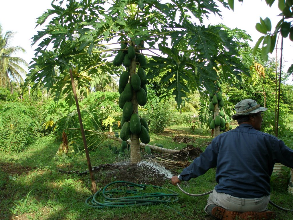 Guam Vegan: Organic Farming on Guam?