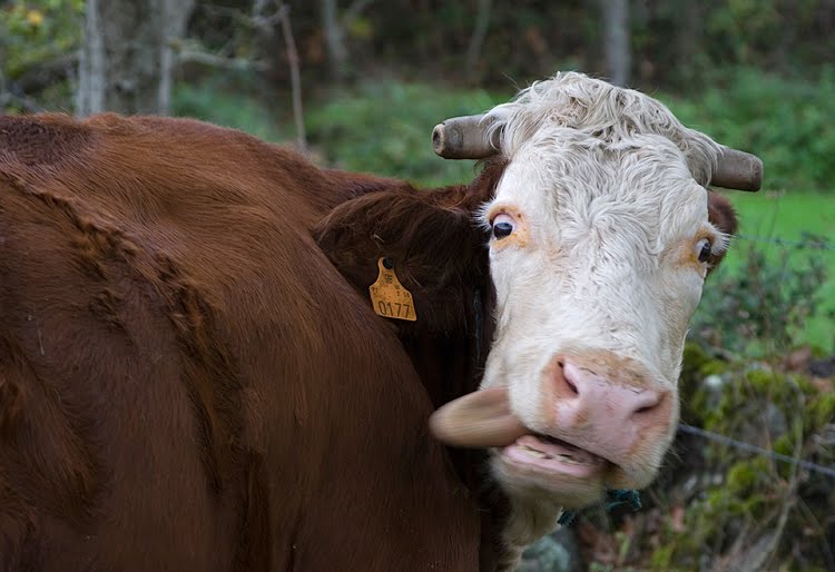 O pequeno principe ea abelhinha: A Trilogia da vaquinha mimosa