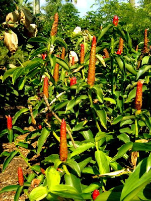 Red button ginger plant edible - mevaseo