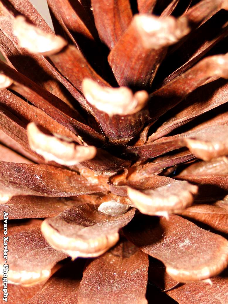 Alvaro Xavier: Pinha de Pinheiro