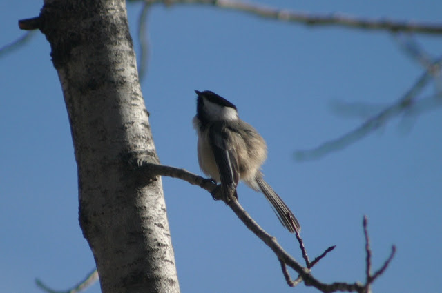How do you know when a Chickadee's feathers are ruffled?