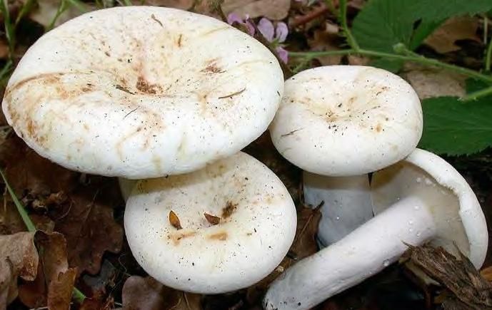 Ciupercile prieteni sau duşmani?: Iuţarul - Lactarius piperatus