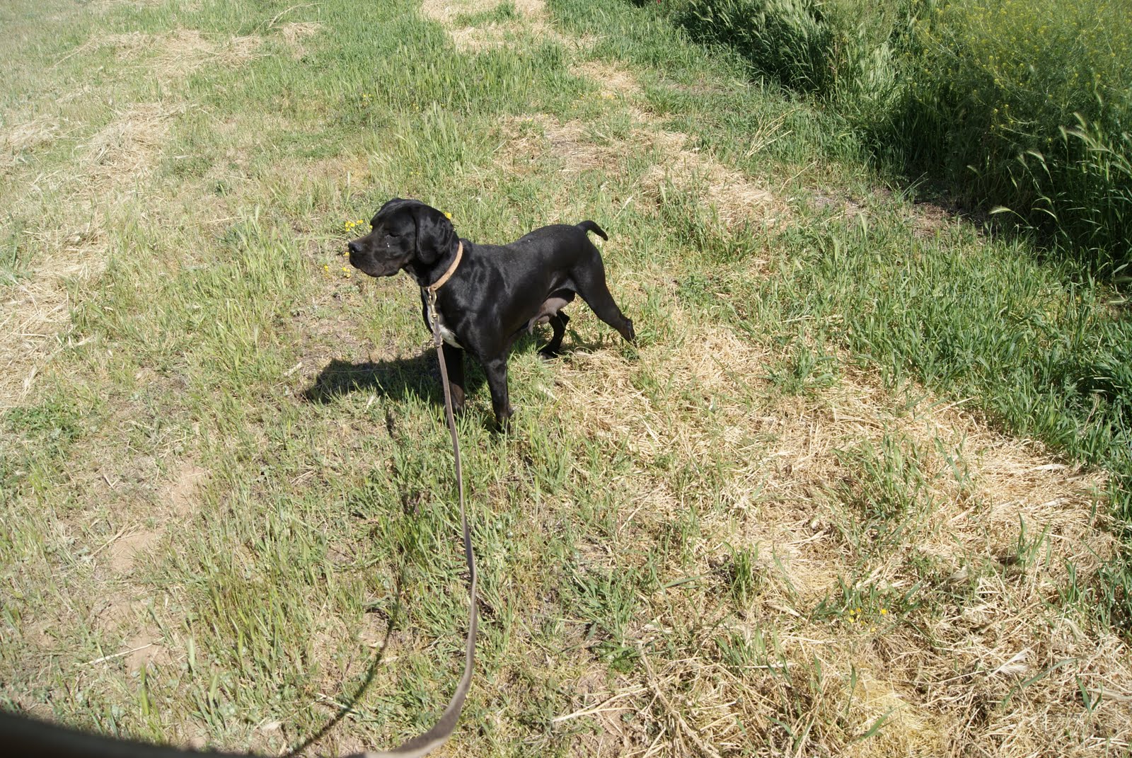 POINTER DE PERENE , deperene1@hotmail.com: ARUSA DE PERENE , pointer hembra