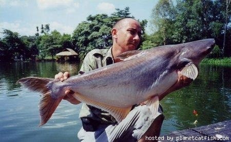 KulturaPinoy: Hammerhead Aquarium Fish