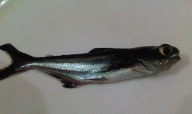 KulturaPinoy: Hammerhead Aquarium Fish