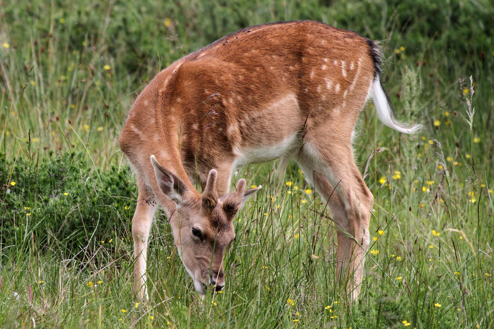Forest of Dean Wildlife & Nature Diary: Fallow Deer (fawn)