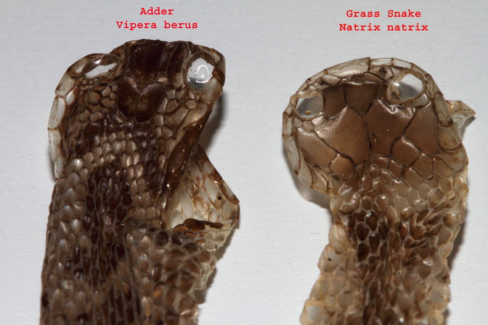 Snakes in the Forest of Dean: Adder & Grass Snake Identification