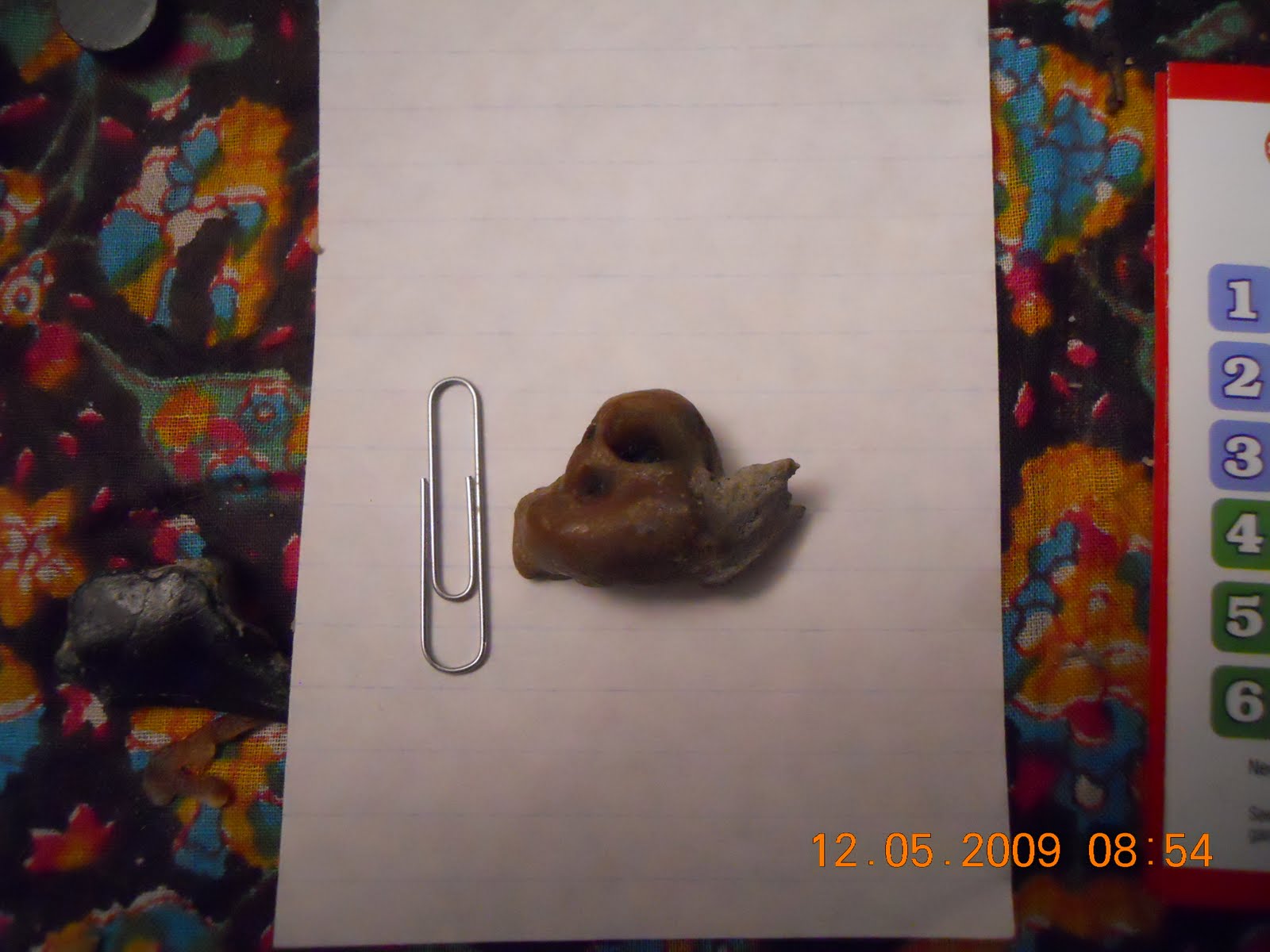 Pacific Paleontology, Inc: Nice periotic from yesterday...