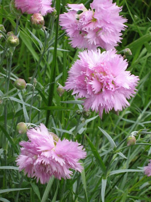 Florile, pasiunea mea: Garoafele de gradina