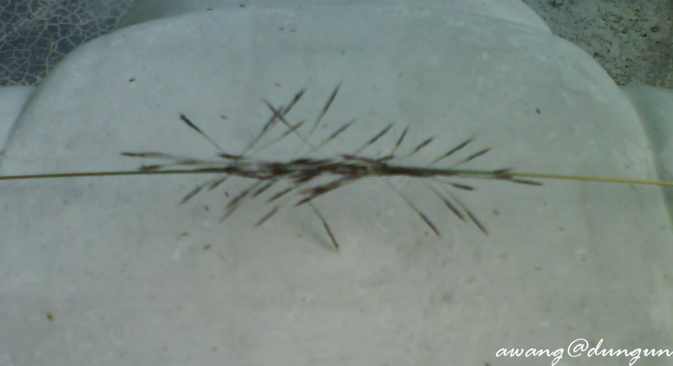 Journey Terengganu: Lawan Kemuncup