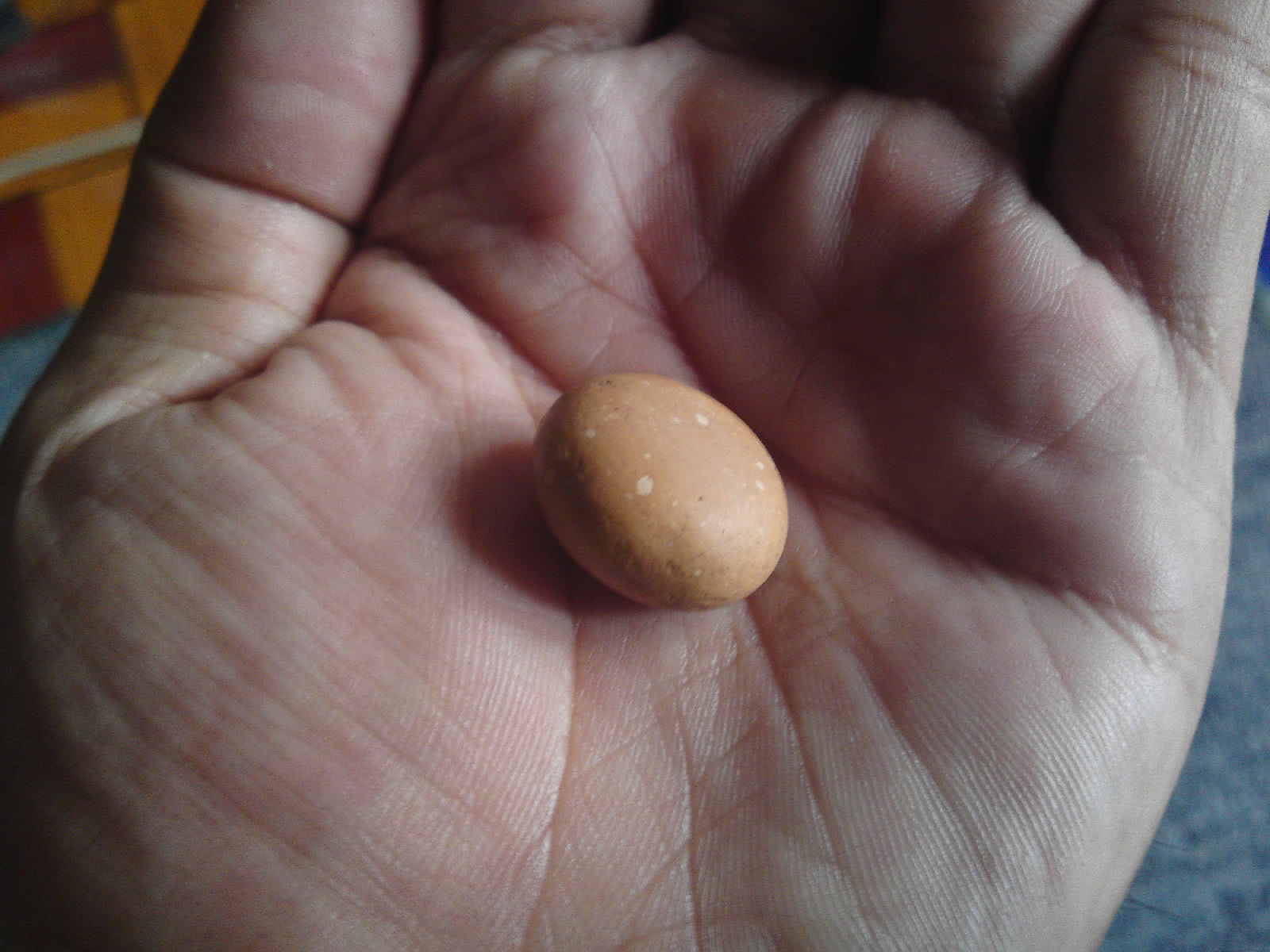 BLOG KOLEKSI MEGA MISTIK DAN ANTIK ANTARABANGSA: Buntat Cirit Ayam ...