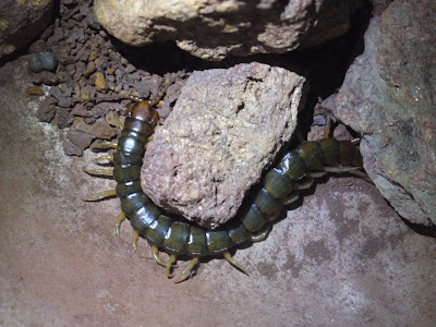 BLOG KOLEKSI MEGA MISTIK DAN ANTIK ANTARABANGSA: Lipan Hitam Masuk Rumah