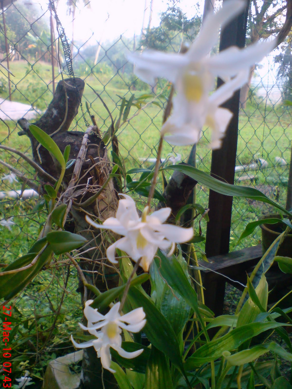 ibuintan: SiPuteh Orkid