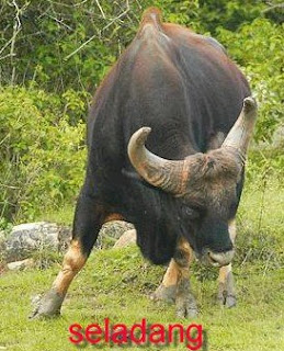 KUNAKIANS 2: ON TRAIL OF THE HISTORY OF KUNAK - PART 3