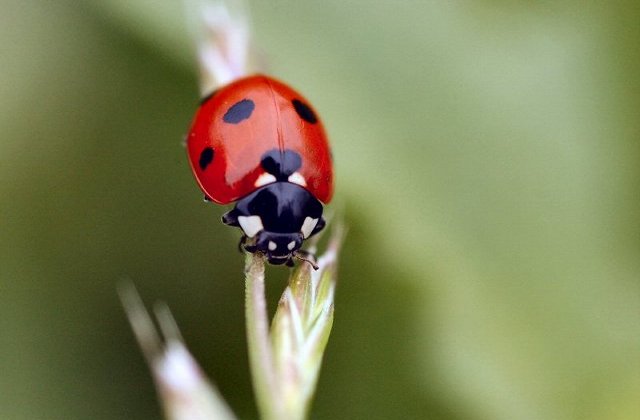 Savanna's Wings: Ladybug...