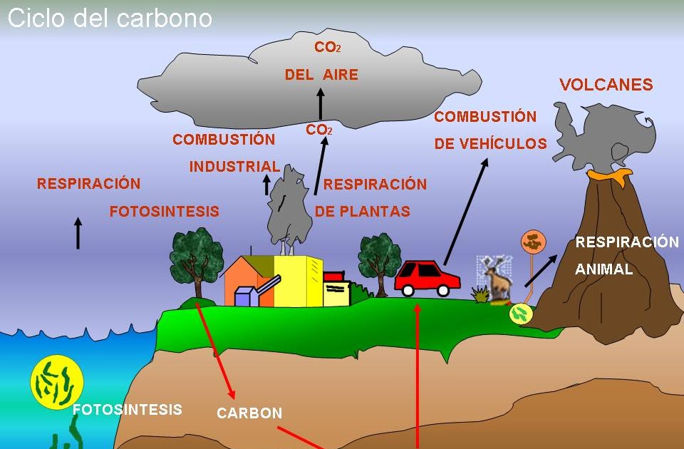 Ciclos de la naturaleza: Ciclo del carbono