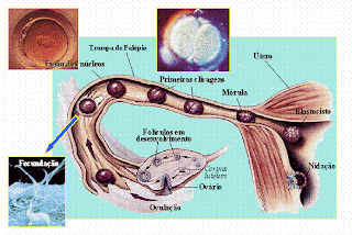 Biólogas.com: Clivagem (embriologia)