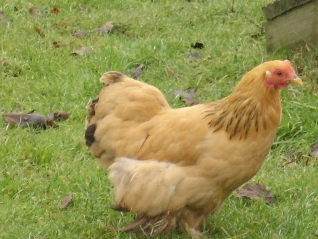 SALAM SEJARAH2U: Rihlah Ibn Battutah: Ayam Betina Negeri China