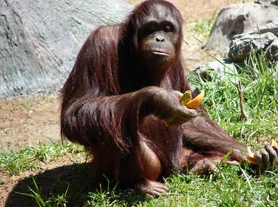 Asia Vacation Resources MALAYSIA: PangKor Island