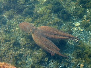 Hobotnica ? Što je to ? Loviti ? Kako