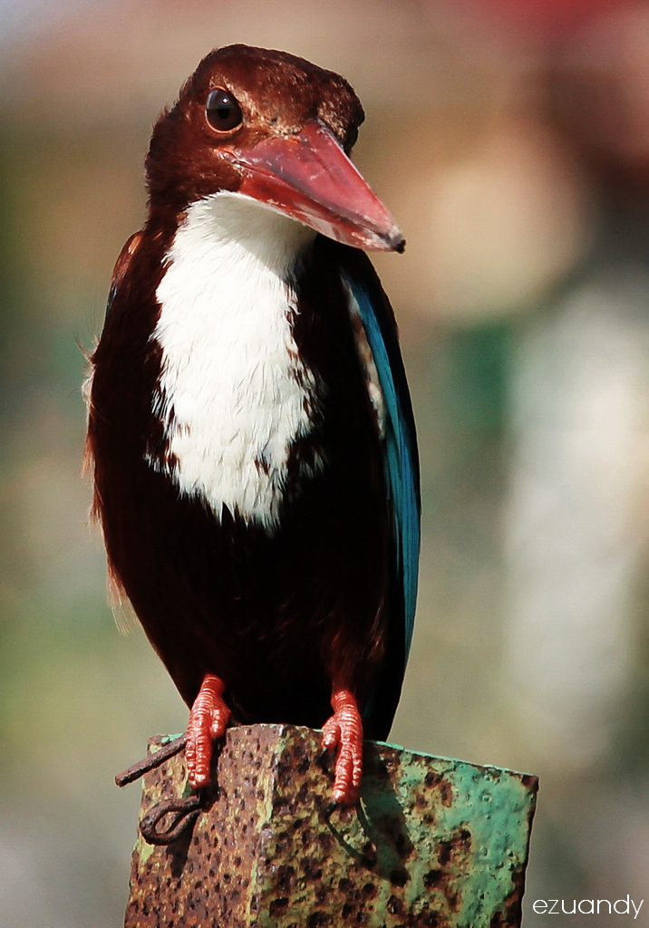 Ezuandy Photography: Burung Raja Udang