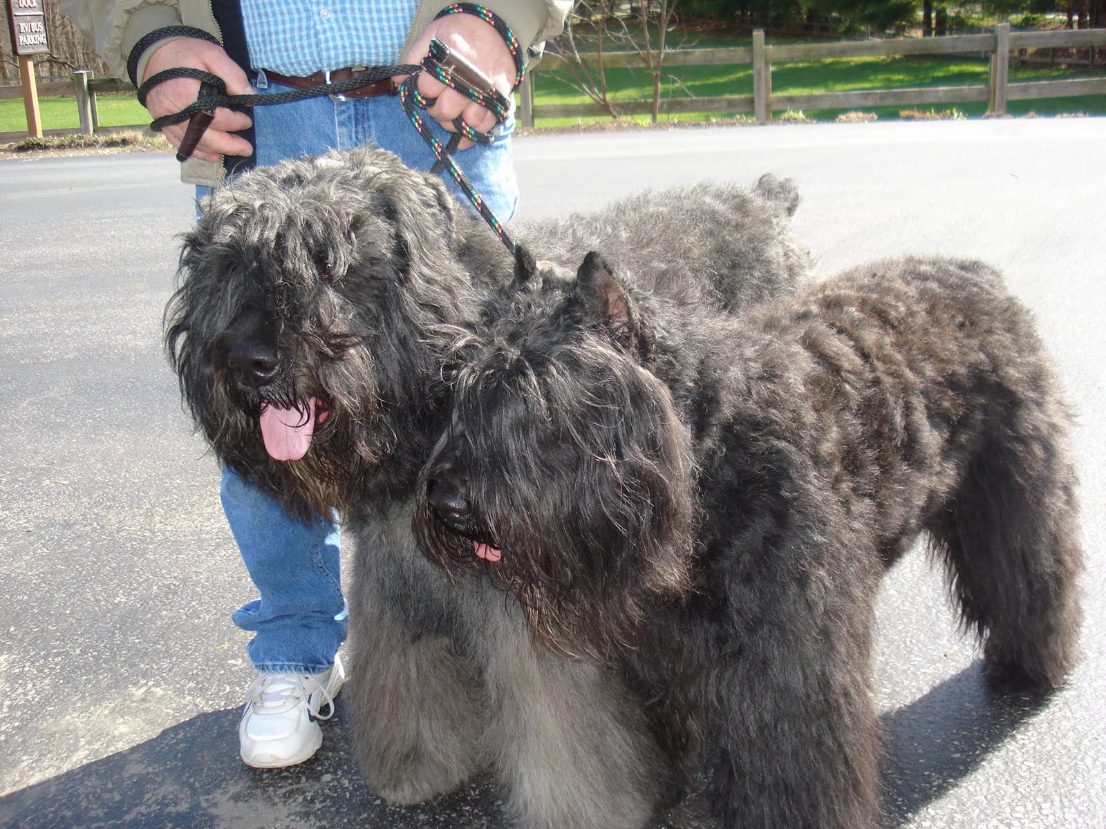 Chicago Dog Spot: Meet the Breed: Bouvier des Flandres