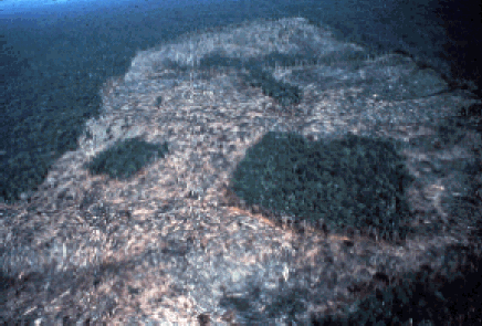The EEB & Flow: The effects of forest fragmentation after 30 years