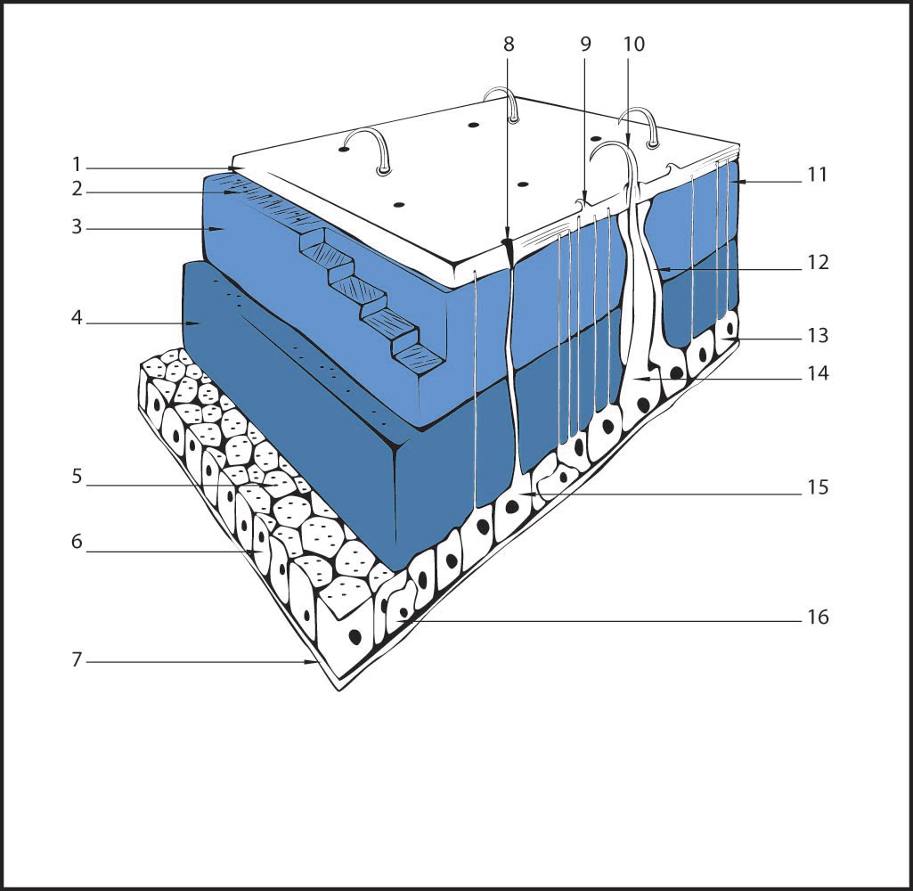 Cuticle: The Procuticle