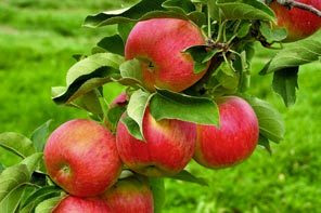 Collecting My Thoughts: Lady Alice apples