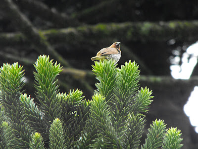 Nature in Pictures: Scaly Breasted Munia (S: Wee Kurulla) We saw at ...