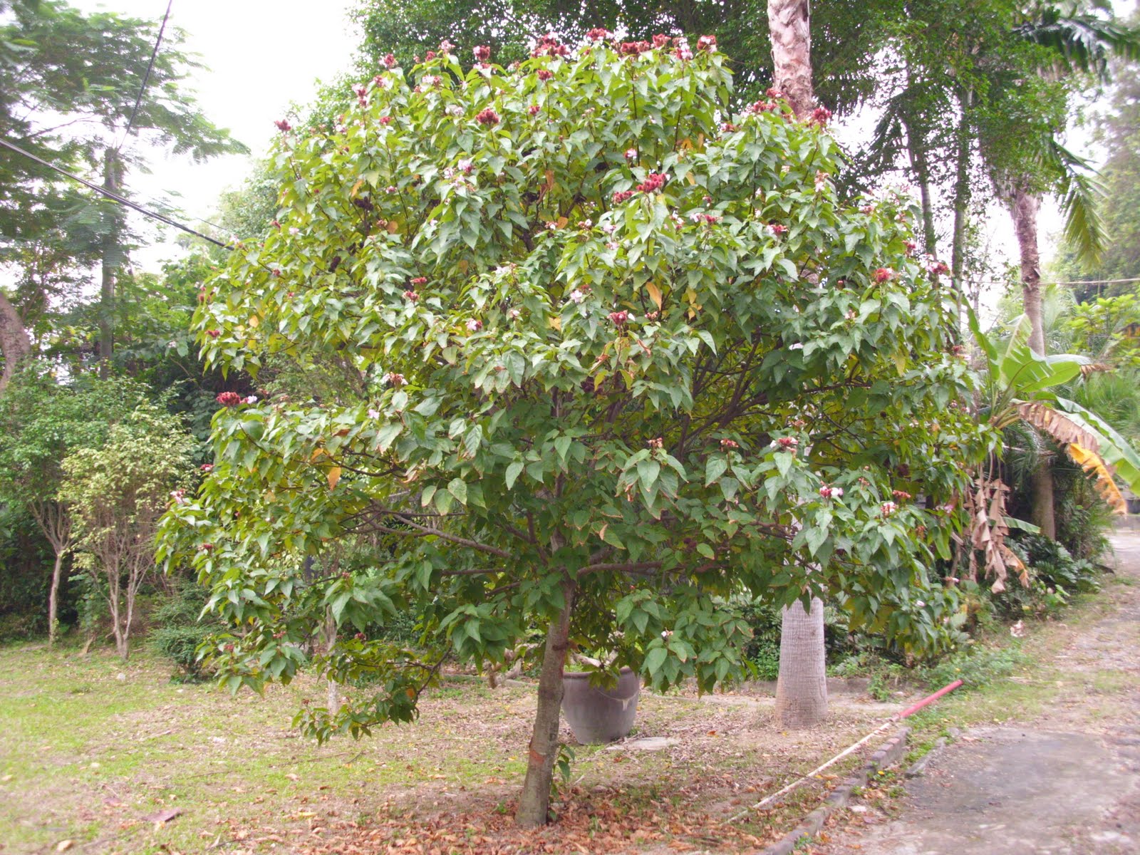 China Arborist Association: ISA HK/China --- ETF trees in HK